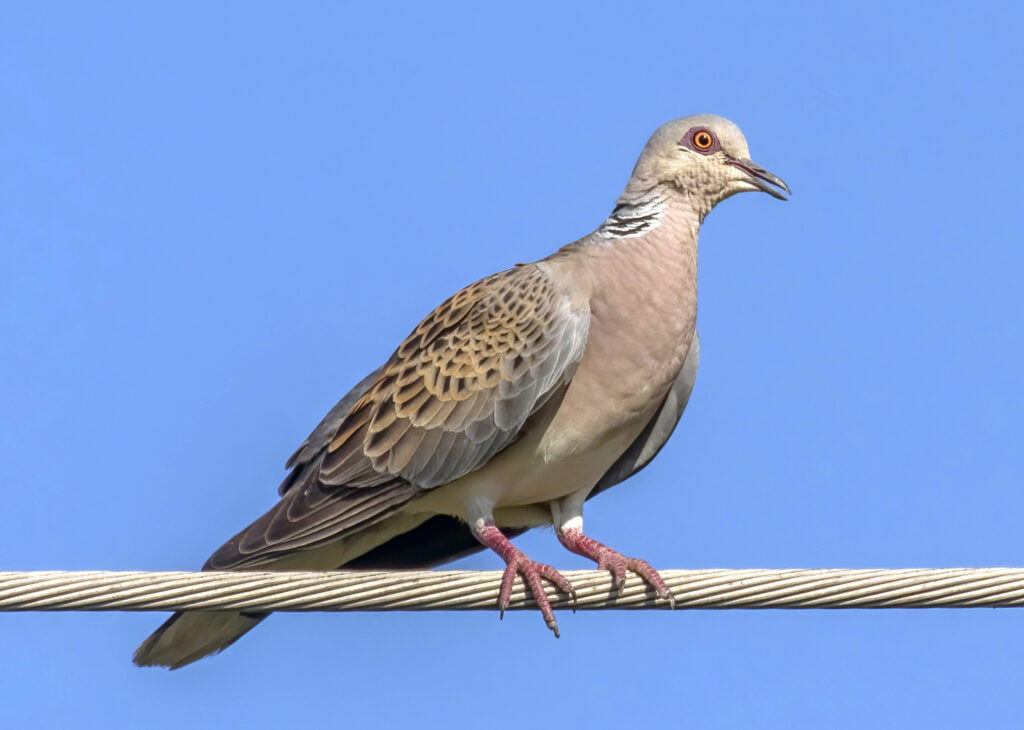 The European Turtle-dove: Navigating Perilous Migratory Paths