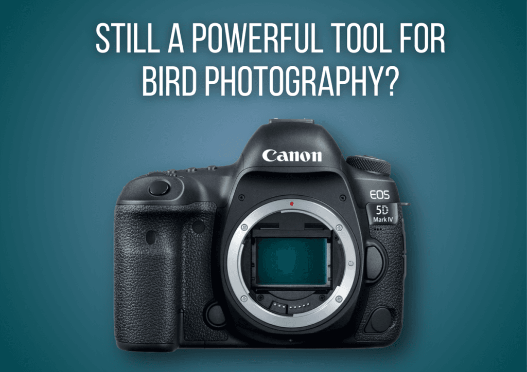 Why Bird Photographers Love the Canon EOS 5D Mark IV