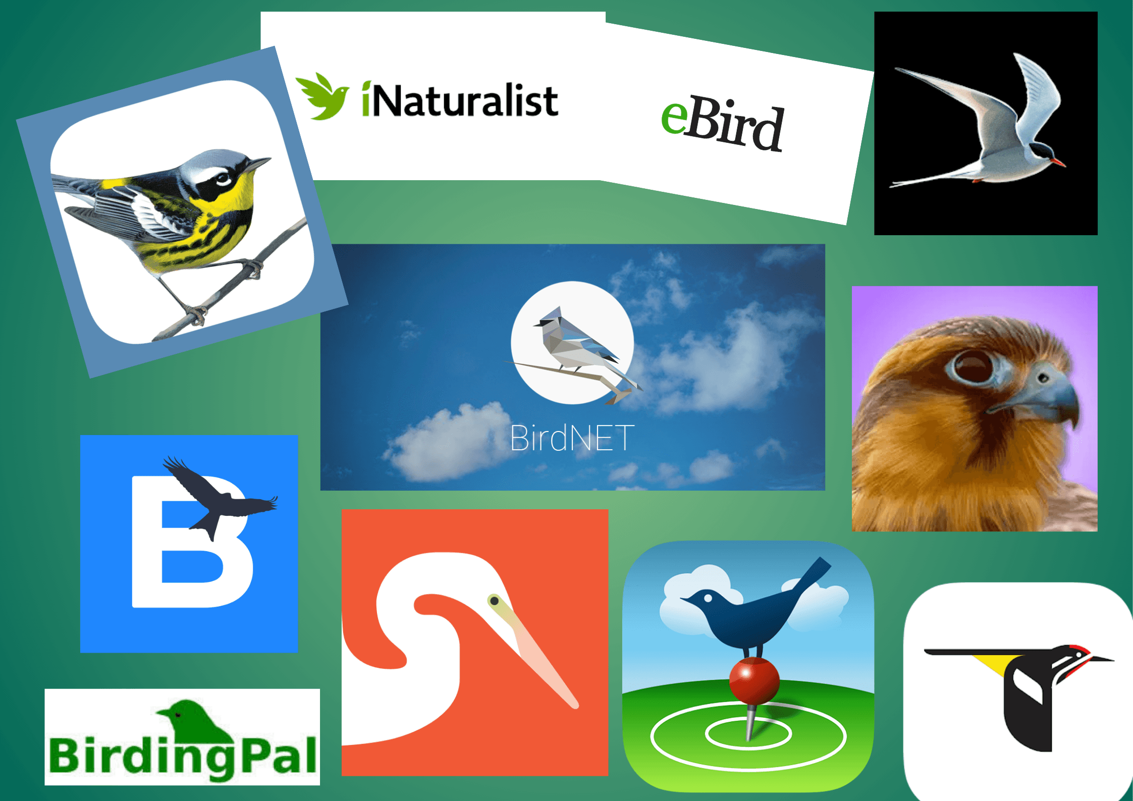 The Best Birdwatching Apps for Advanced and Professional Birders