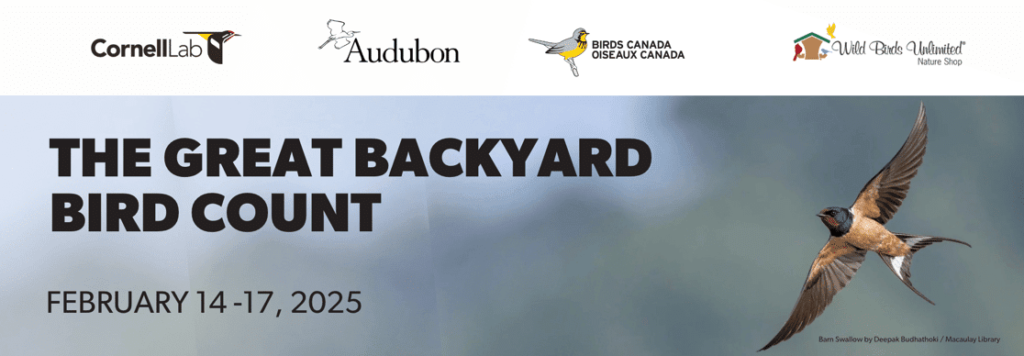 Join the Great Backyard Bird Count in 2025 - GoToBirding
