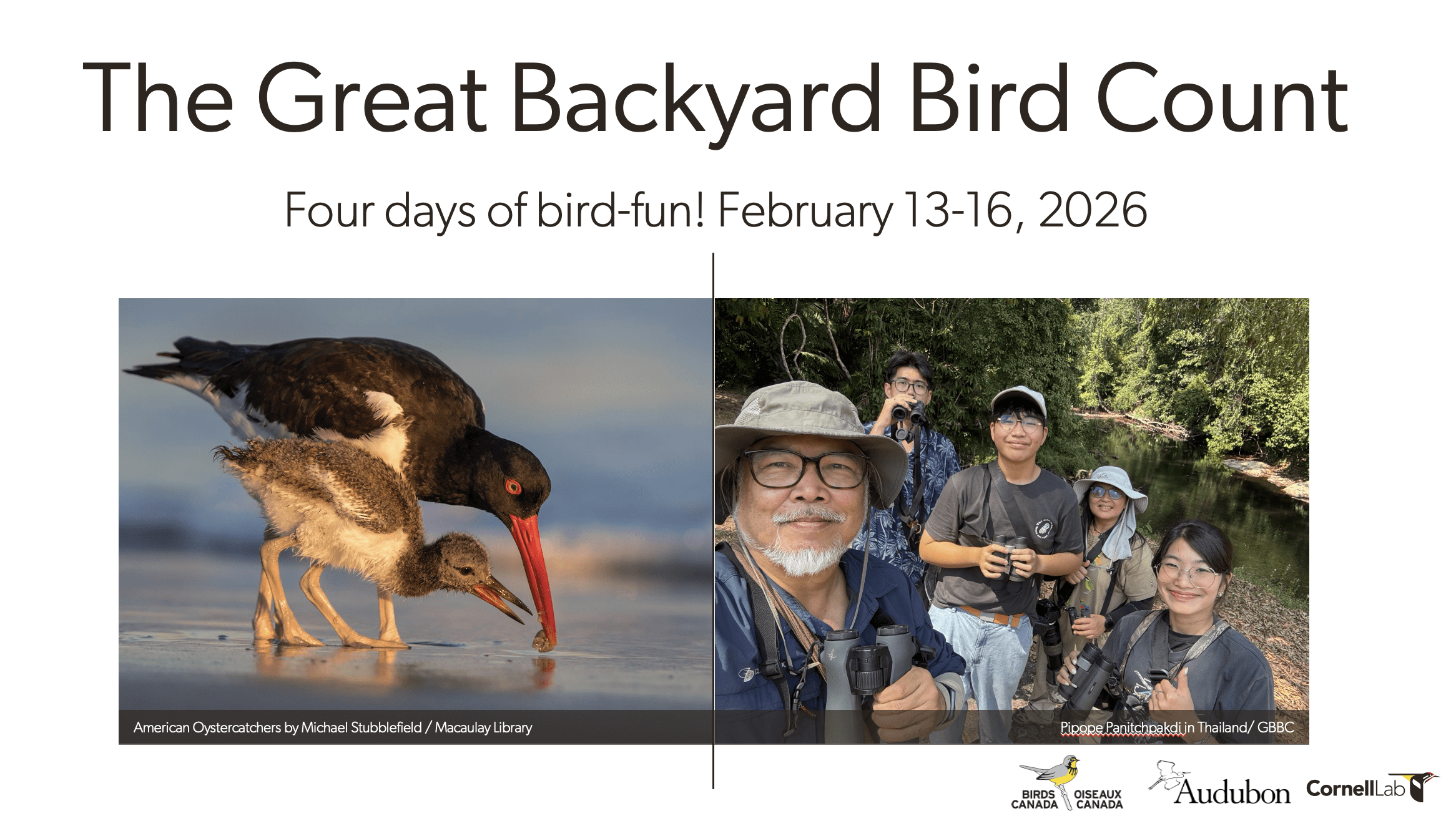 Great Backyard Bird Count 2026: How to Participate and Why?